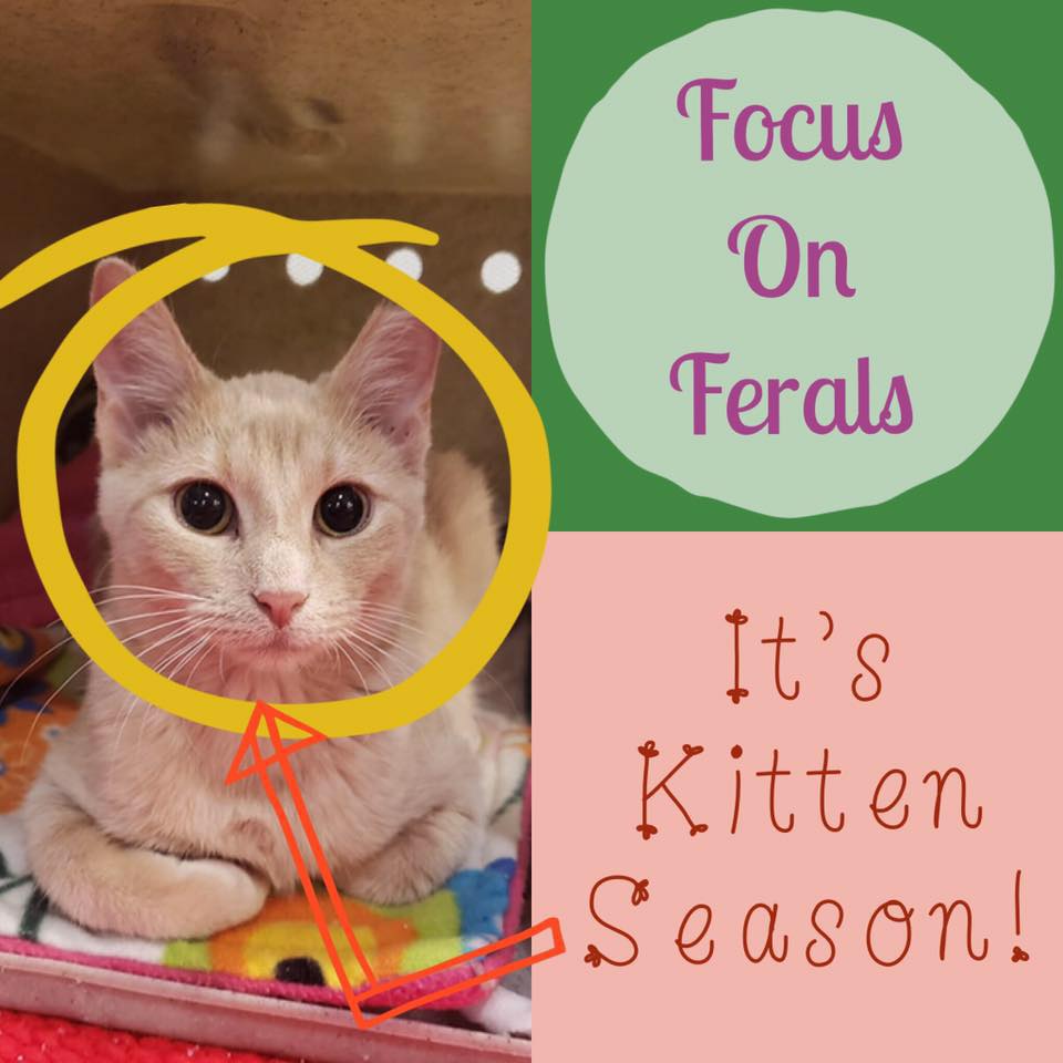 It's Kitten Season! - Focus on Ferals